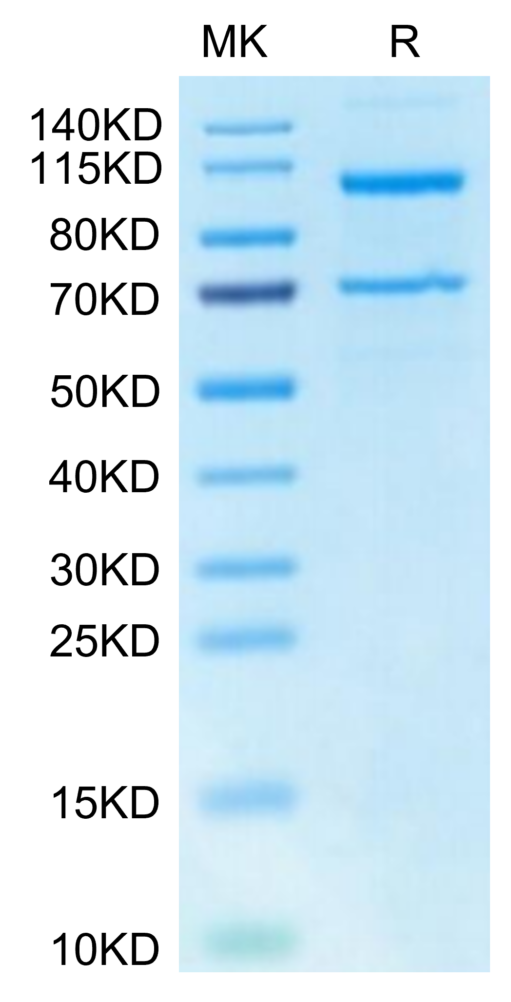 恺佧生物科技（上海）有限公司 - CC5-HM1C5