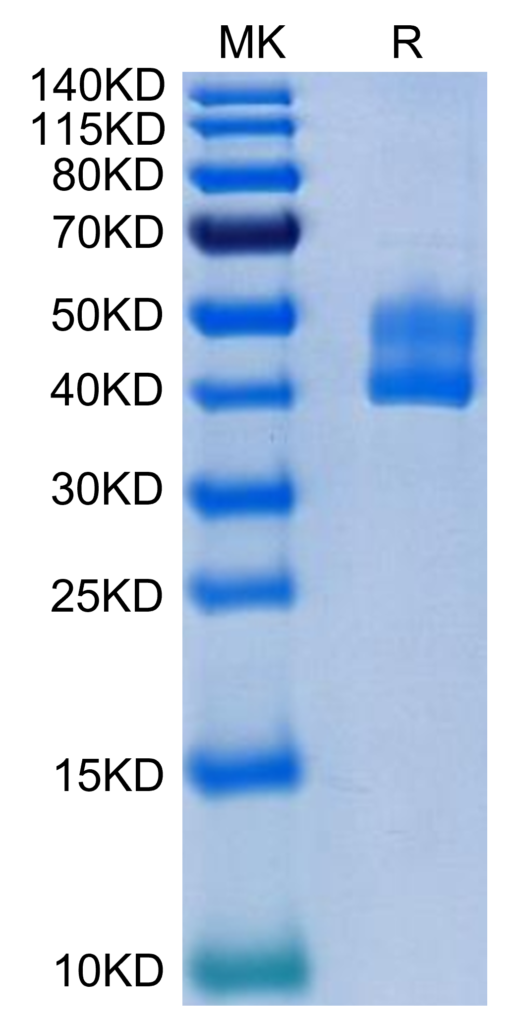 恺佧生物科技（上海）有限公司 - CD3-HM205