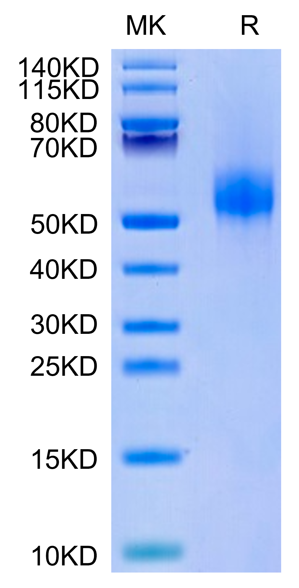 恺佧生物科技（上海）有限公司