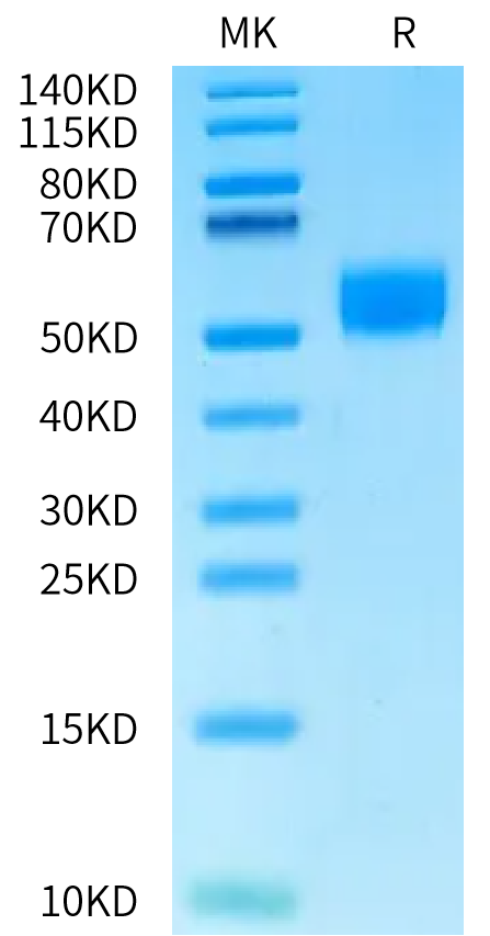 恺佧生物科技（上海）有限公司