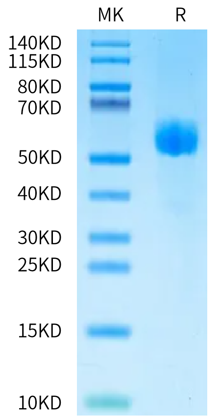 恺佧生物科技（上海）有限公司 - CDH-HM35D