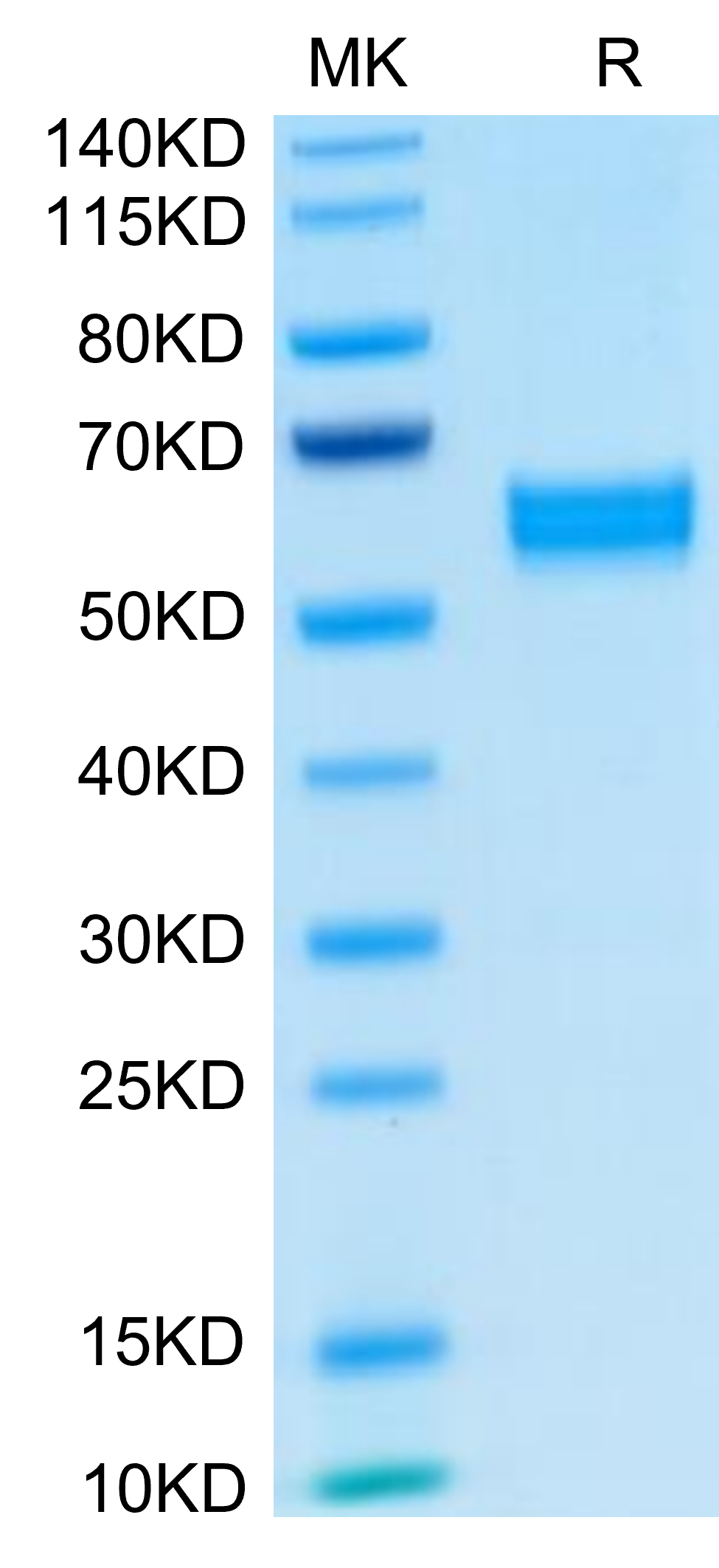 恺佧生物科技（上海）有限公司 - HGF-HM201