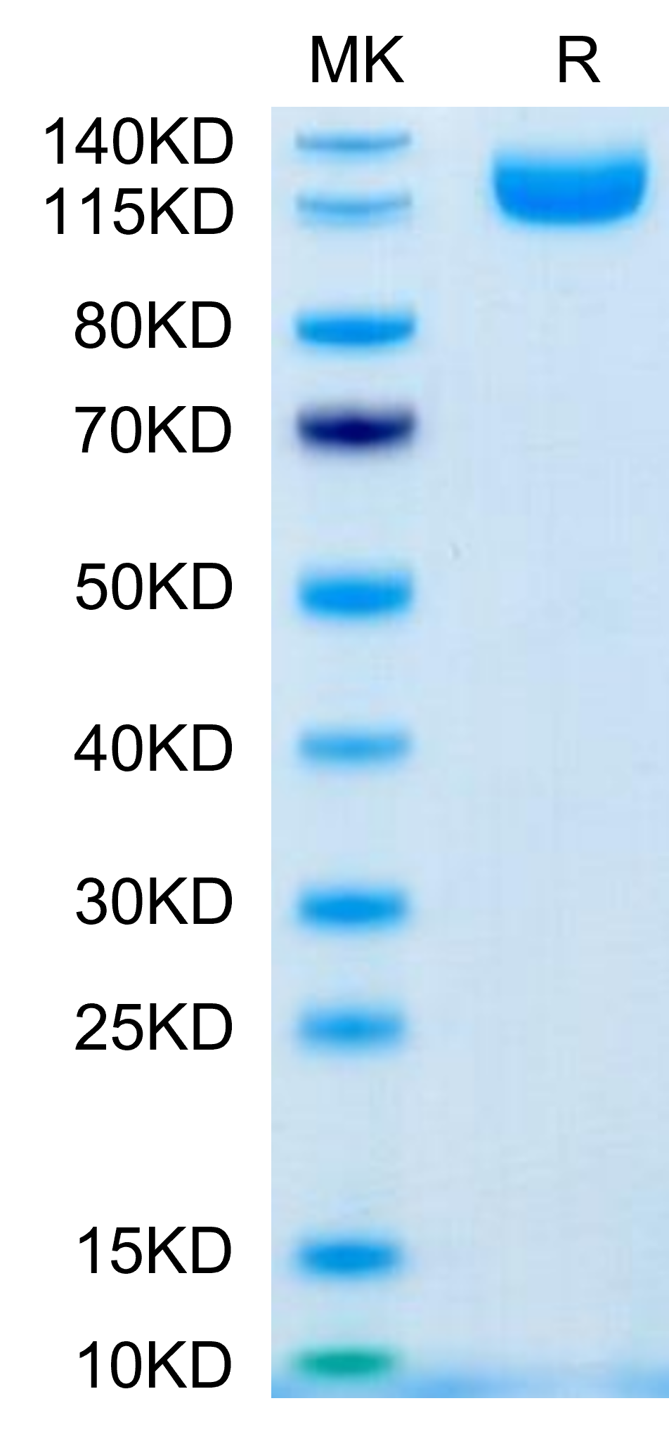 恺佧生物科技（上海）有限公司 - ILR-HM2RA