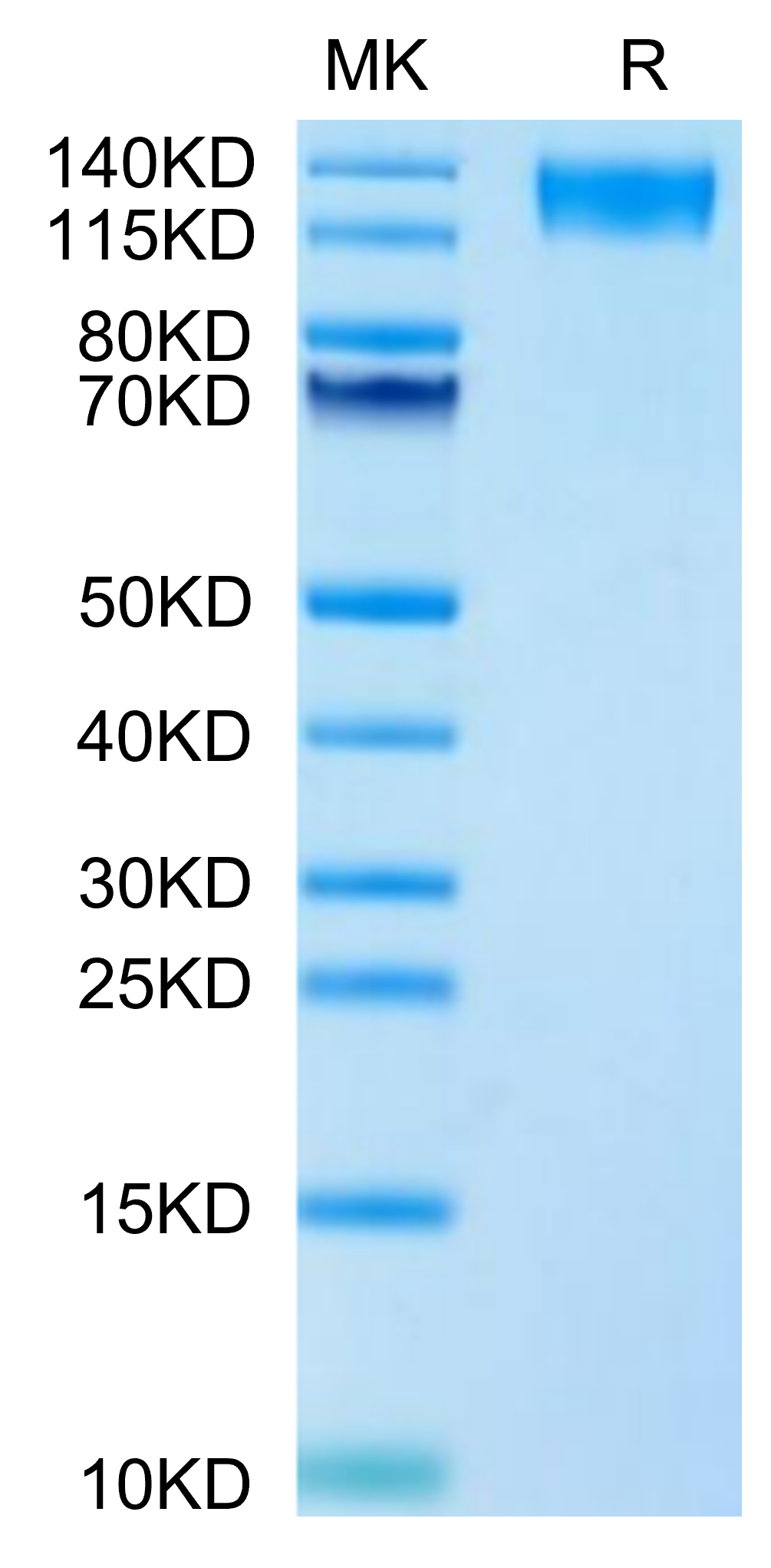 恺佧生物科技（上海）有限公司 - LEP-HM10R
