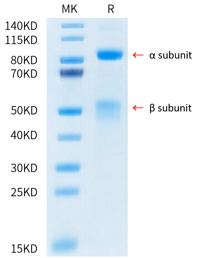 恺佧生物科技（上海）有限公司 - MET-HM401