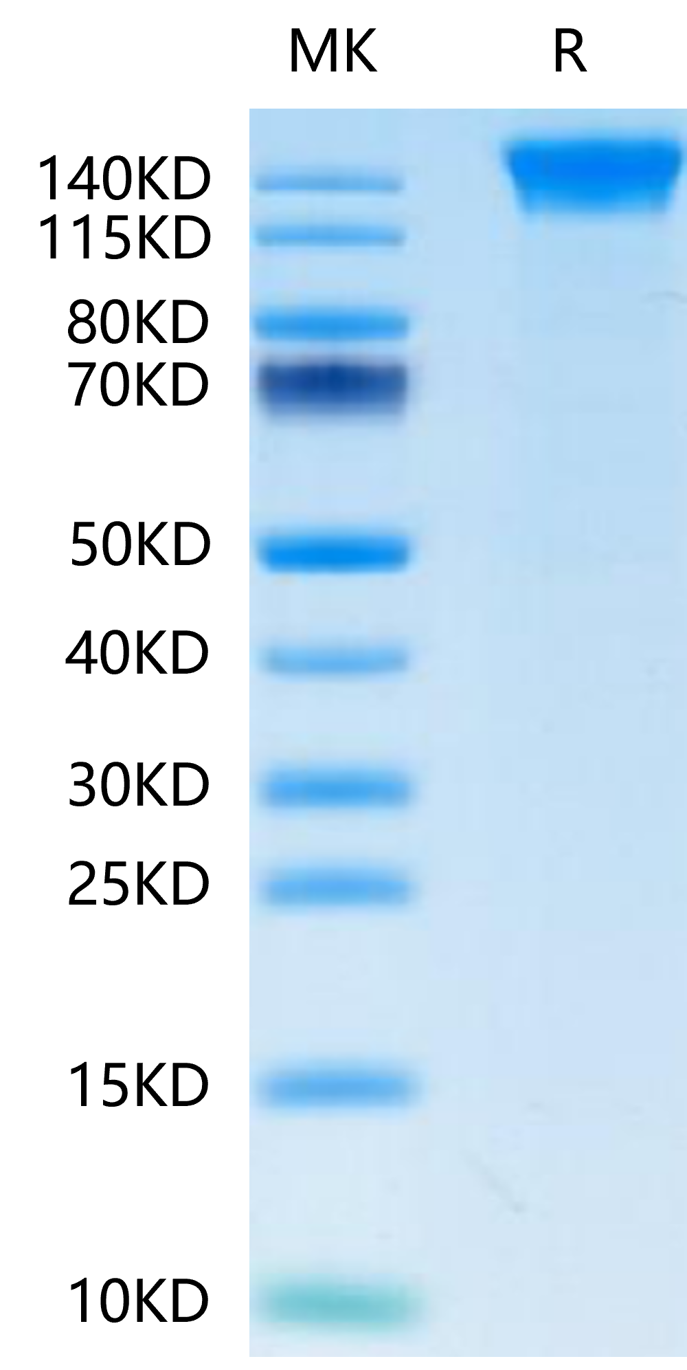 恺佧生物科技（上海）有限公司 - SEZ-HM106