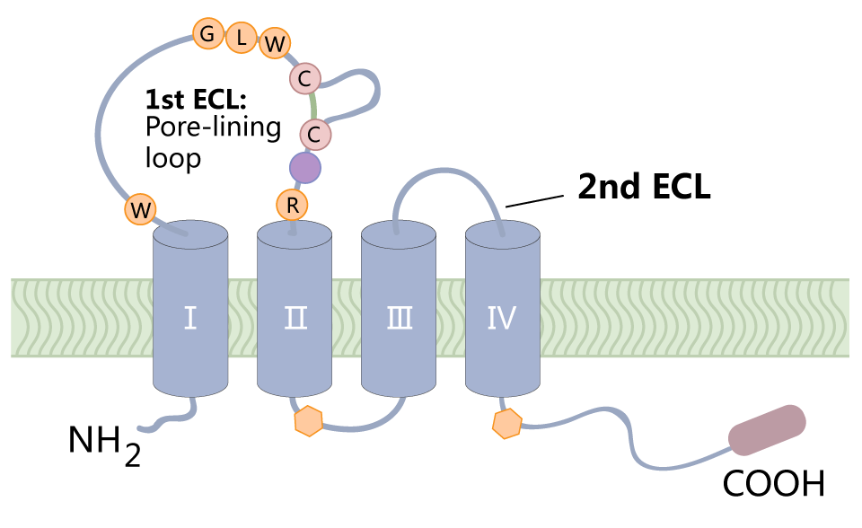 恺佧生物科技（上海）有限公司 - 基于结构设计的靶点蛋白和原料酶