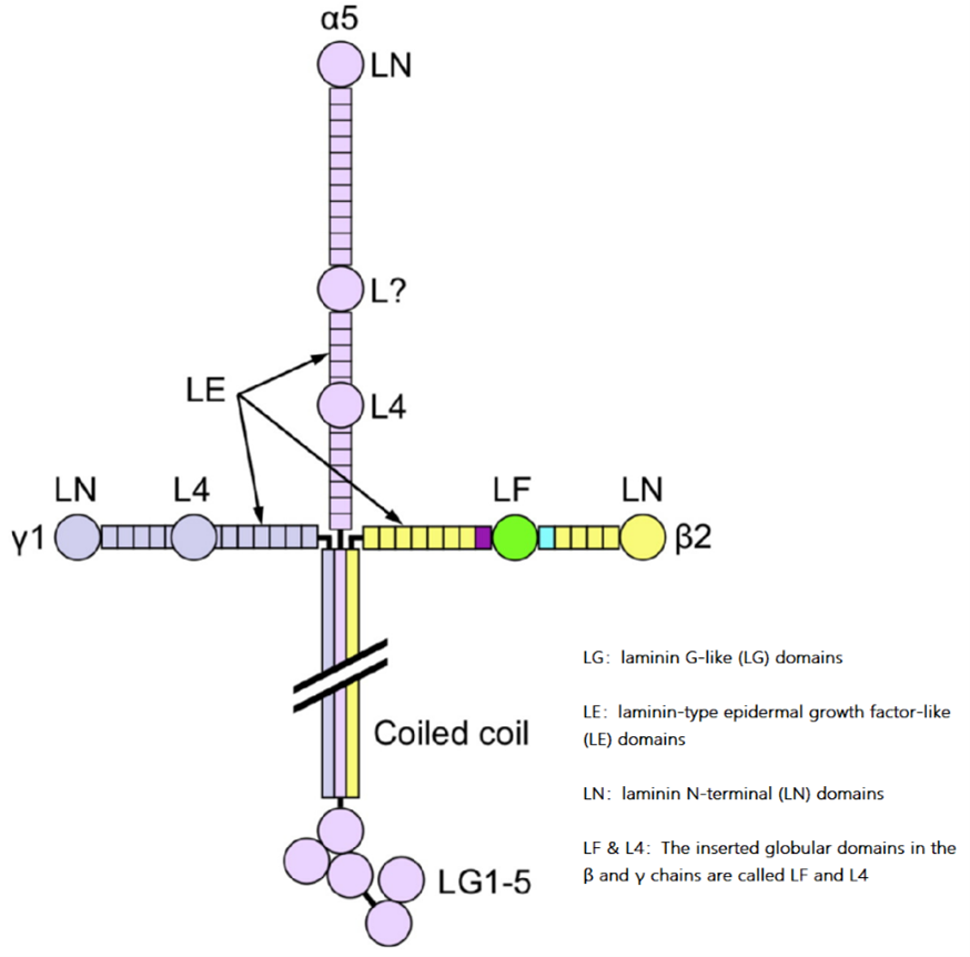 恺佧生物科技（上海）有限公司 - 恺佧生物推出Laminin 521蛋白