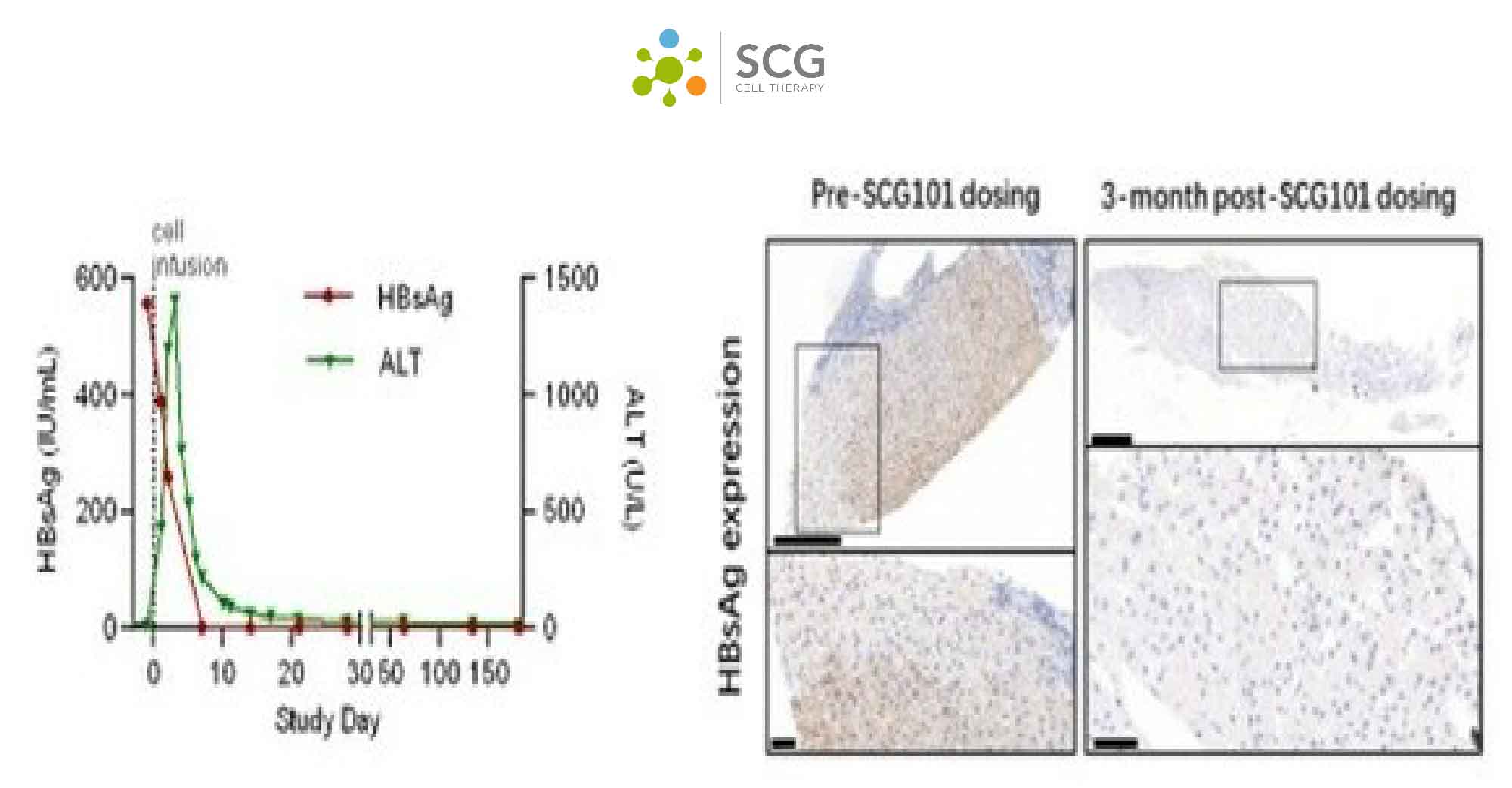 恺佧生物科技（上海）有限公司 - 恺佧生物推出TCR相关定制服务，助力TCR免疫疗法