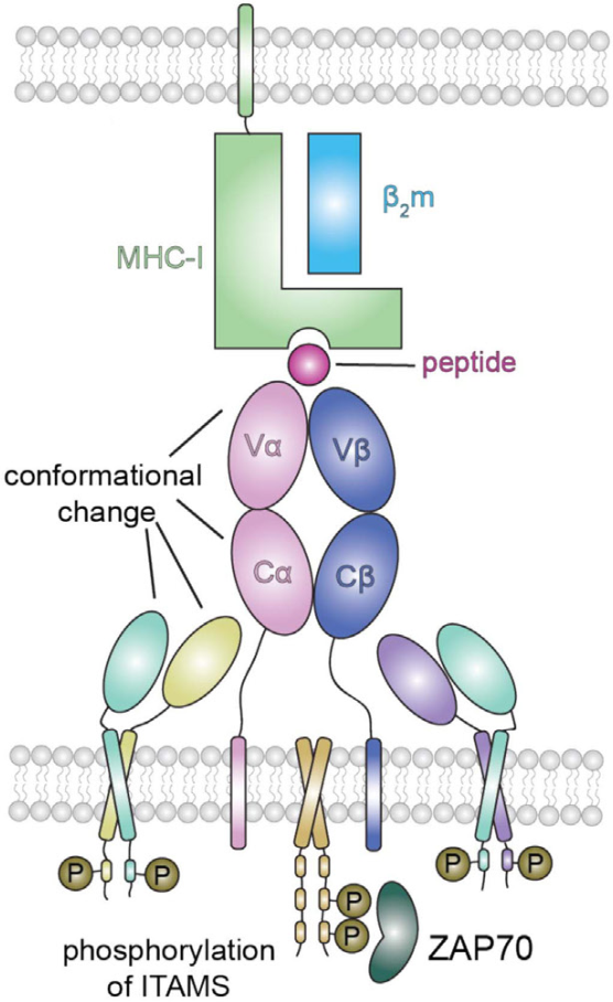 恺佧生物科技（上海）有限公司 - 恺佧生物推出TCR相关定制服务，助力TCR免疫疗法