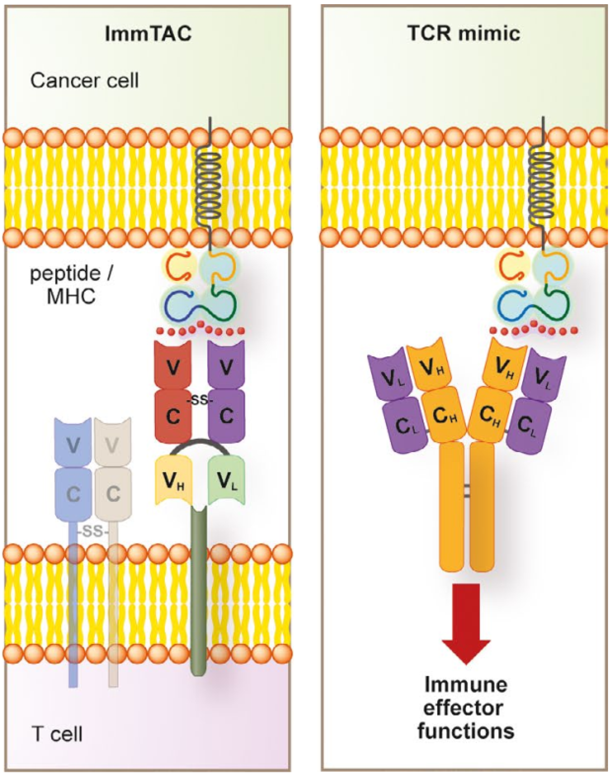 恺佧生物科技（上海）有限公司 - 恺佧生物推出TCR相关定制服务，助力TCR免疫疗法